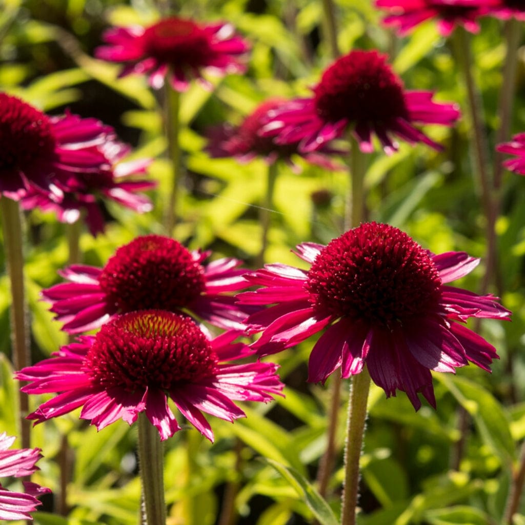 Echinacea 'Delicious Candy' – Roots Plants