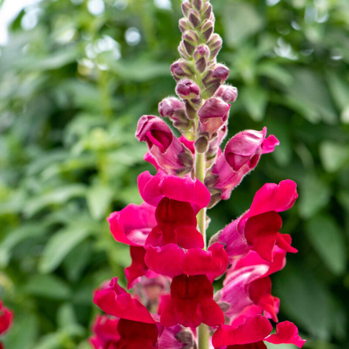 Antirrhinum 'Sonnet Crimson' – Roots Plants