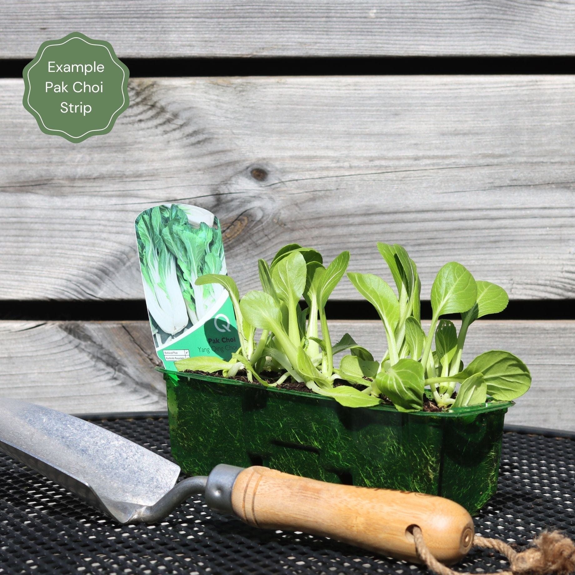 'Yang Qing Choi' Pak Choi Plants – Roots Plants