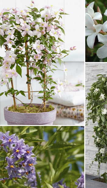 Patio Climbers Collection | Best Climbing Plants for Pots – Roots Plants