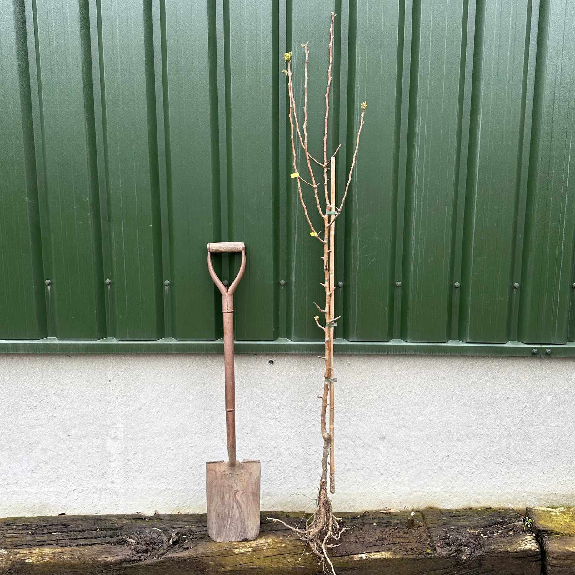 'Green Williams' Pear Tree – Roots Plants