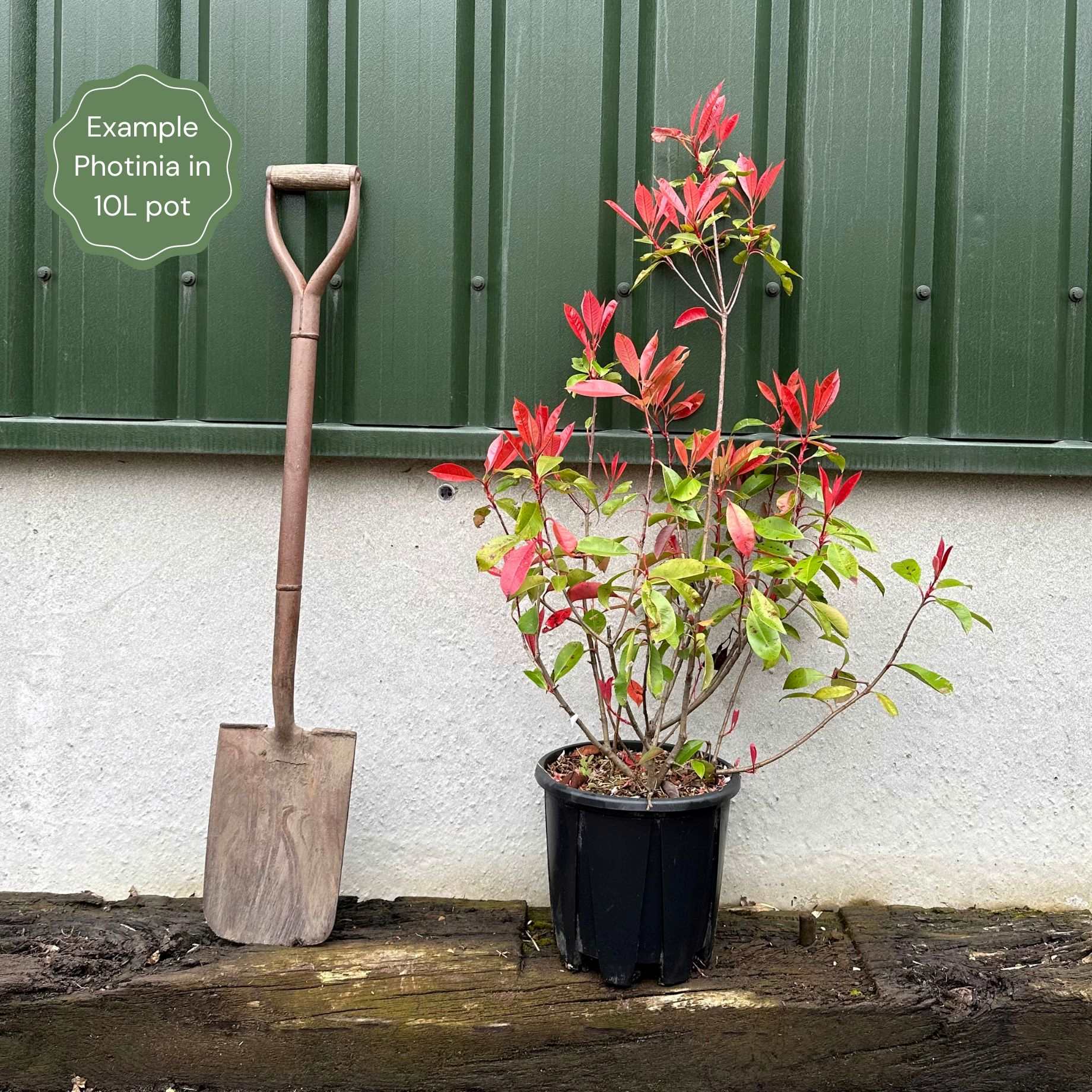 Photinia 'Red Robin' – Roots Plants