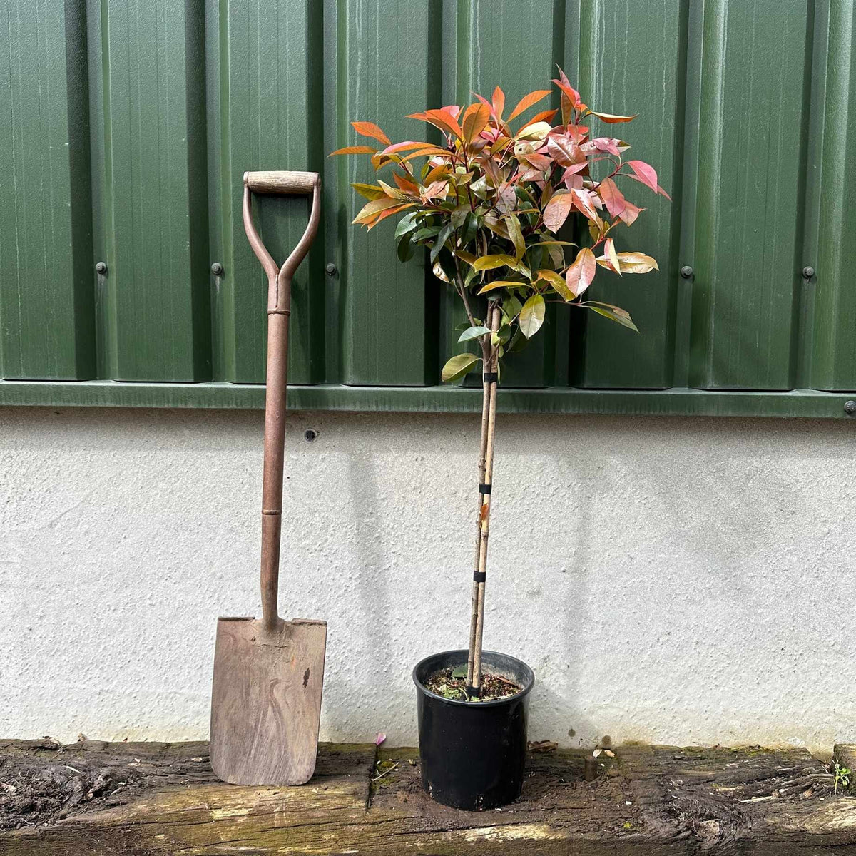 Photinia 'Red Robin' Patio Tree – Roots Plants