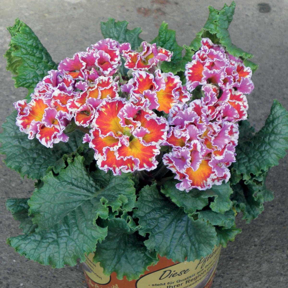 Primrose 'Sirococco Red Flame' | Primula Acaulis – Roots Plants