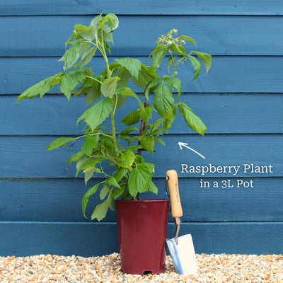 'Joan J' Raspberry Plants – Roots Plants