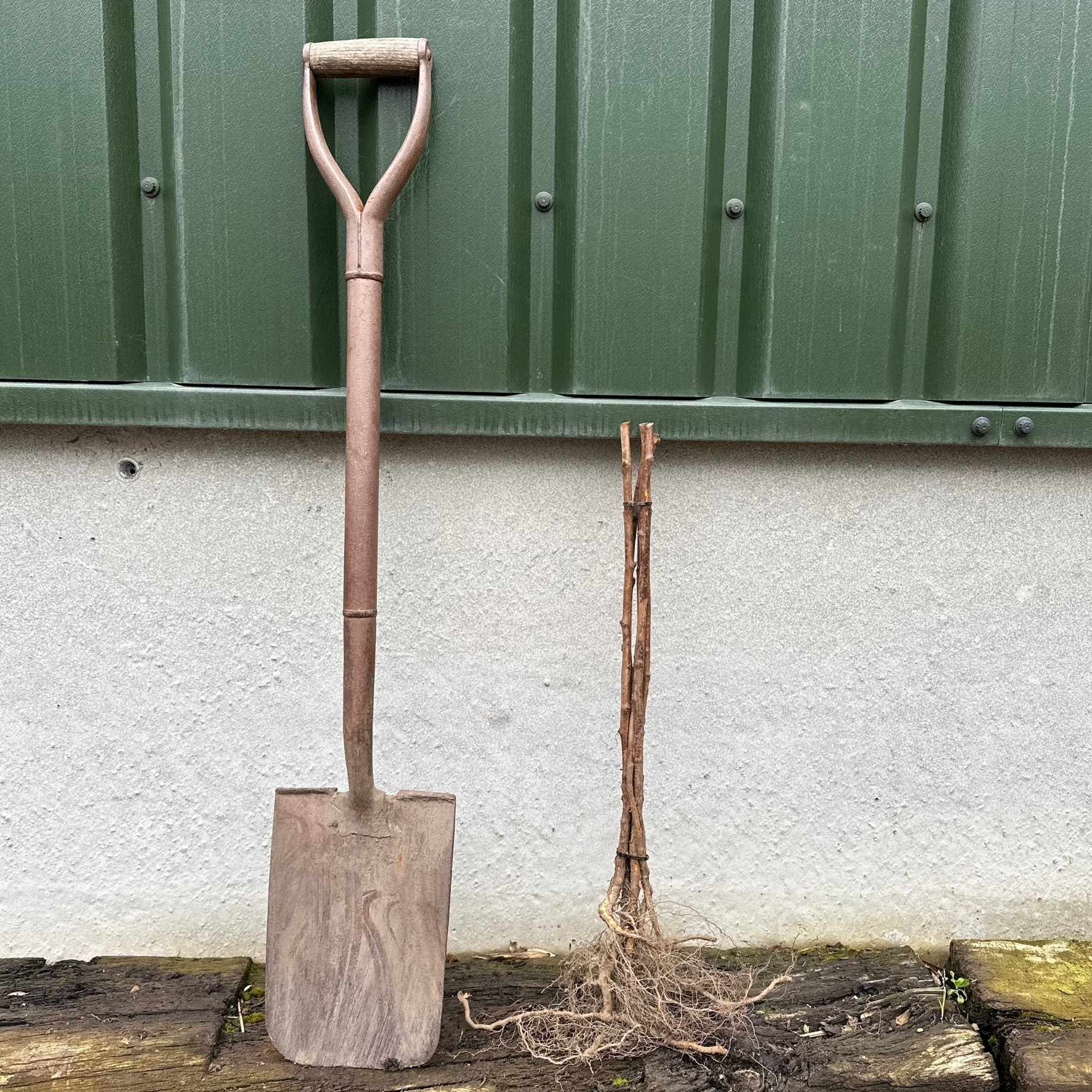 'Joan J' Raspberry Plants – Roots Plants