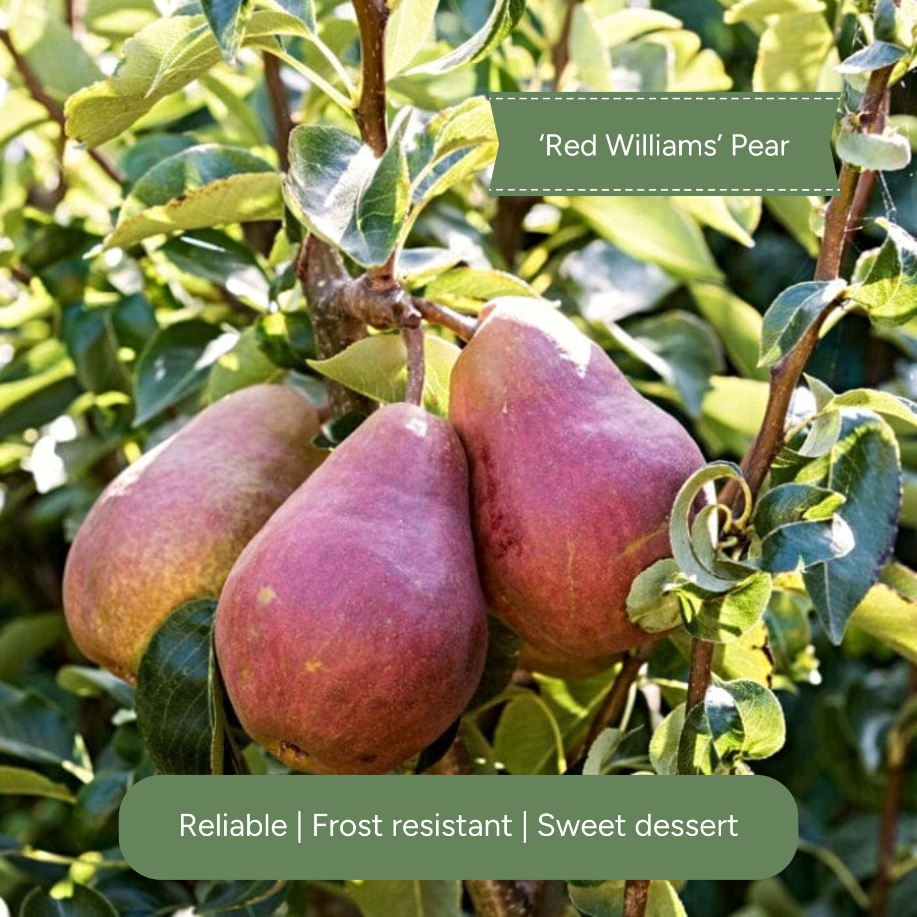 Patio Pear Tree – Roots Plants
