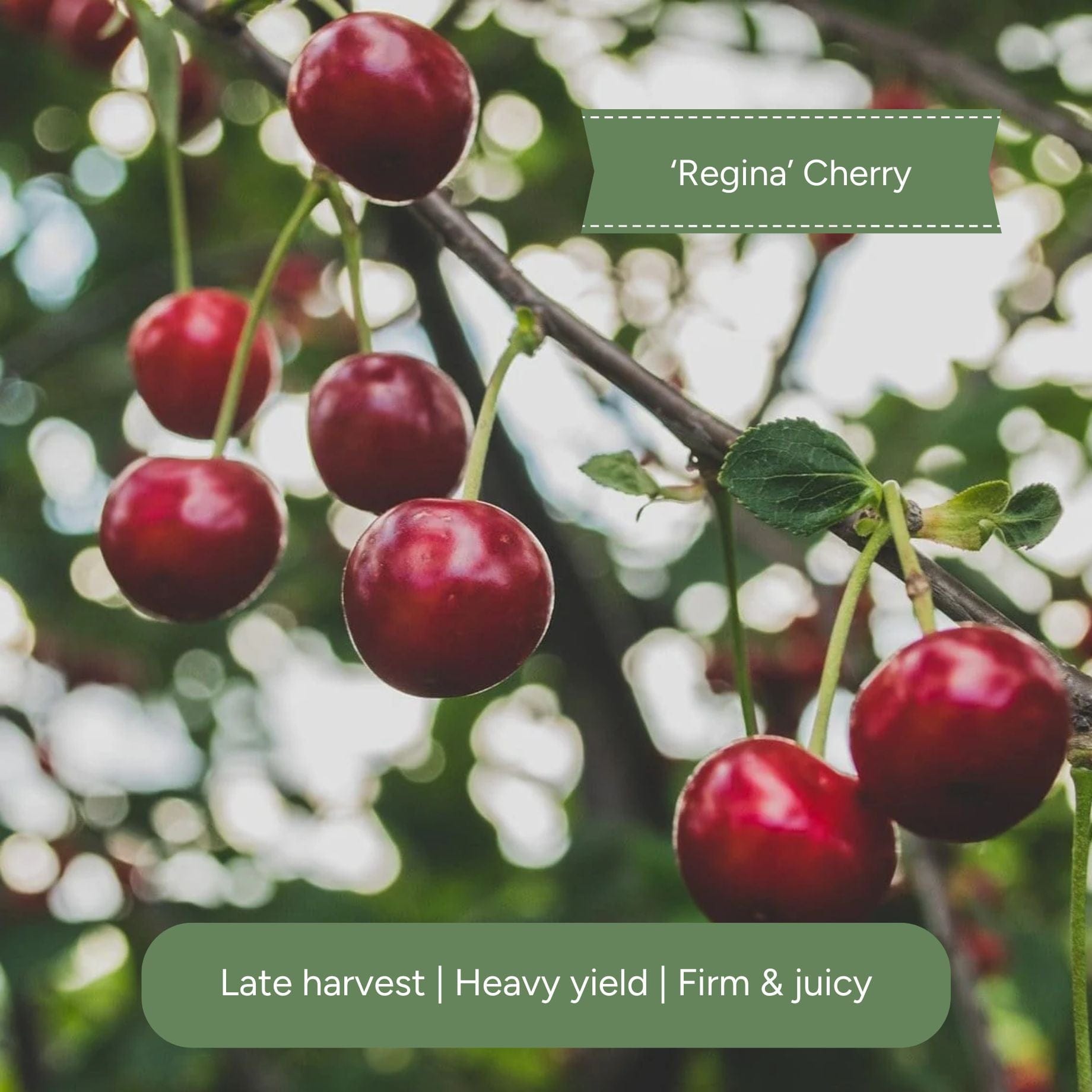 Cross-Pollinating Cherry Collection | Kordia, Merchant & Regina – Roots ...