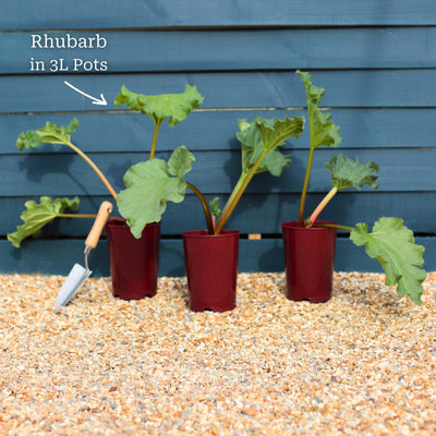 'Victoria' Rhubarb Plant – Roots Plants