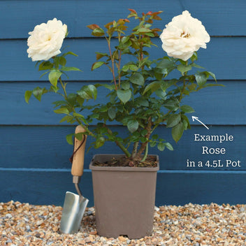 'Nostalgia' Hybrid Tea Rose – Roots Plants