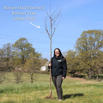 Mountain Ash Rowan Tree | Shop UK Grown Sorbus aucuparia – Roots Plants