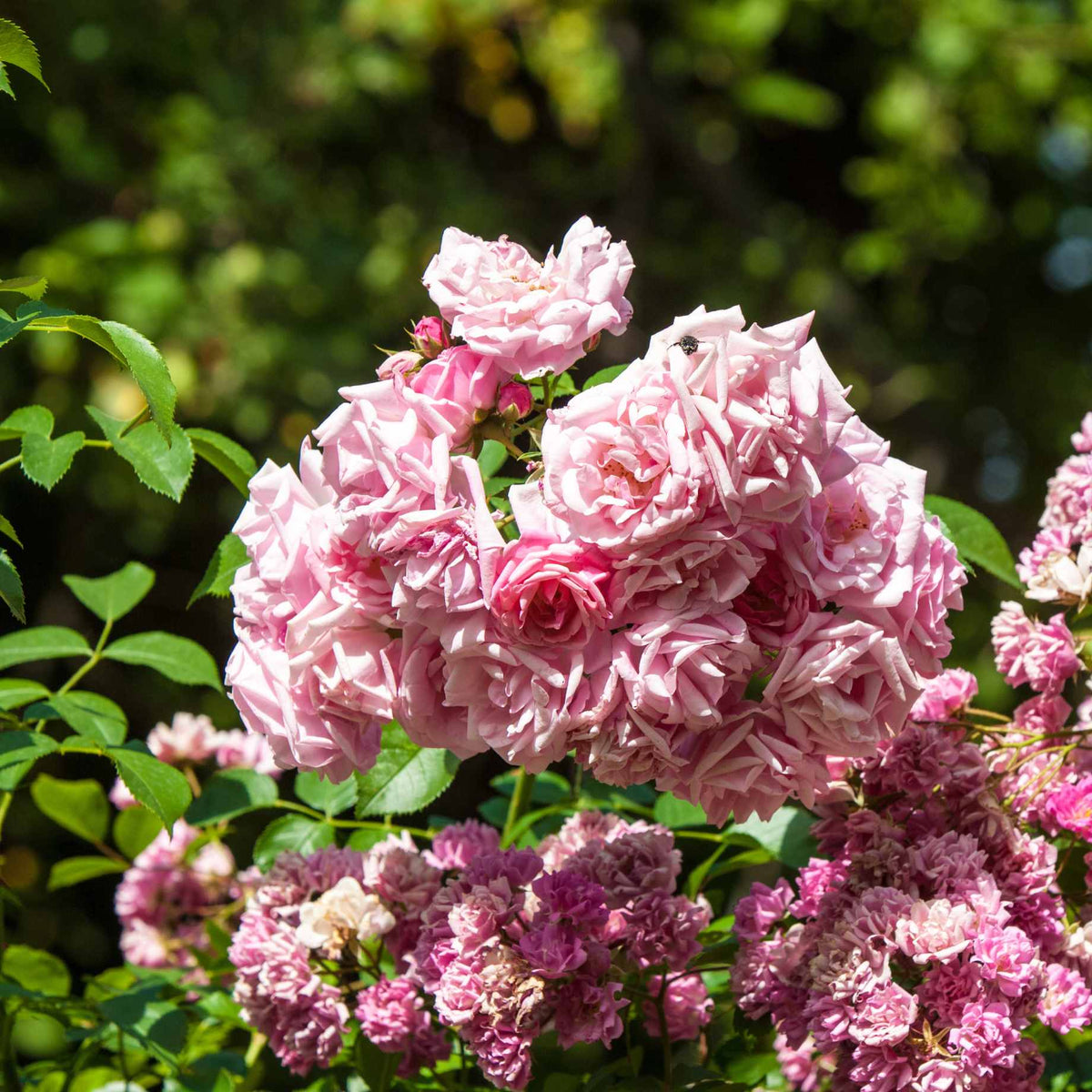 'Amorosa' Hybrid Tea Rose | Bouquet Rose – Roots Plants