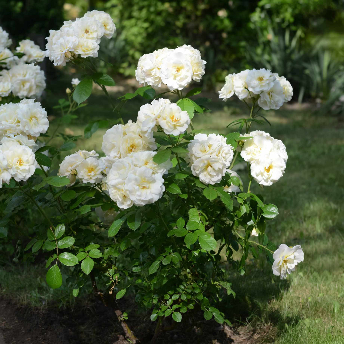 'Snow Kisses' Patio Shrub Rose – Roots Plants
