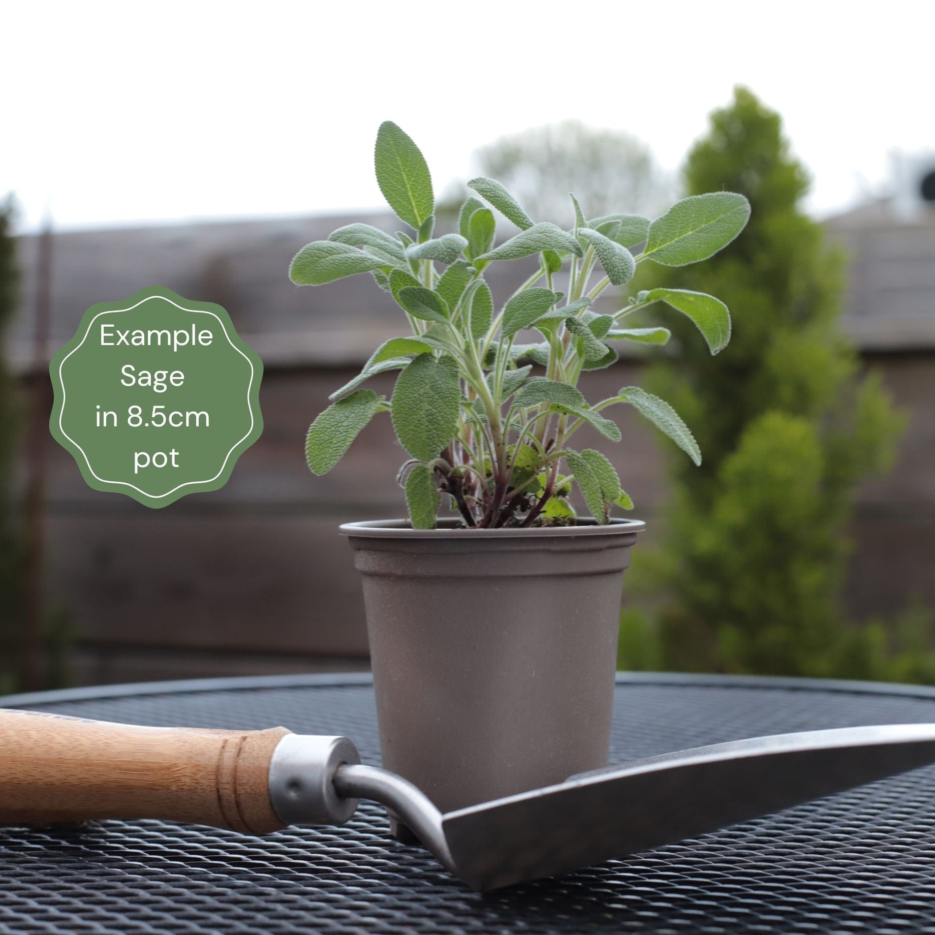 Common Sage Plant – Roots Plants