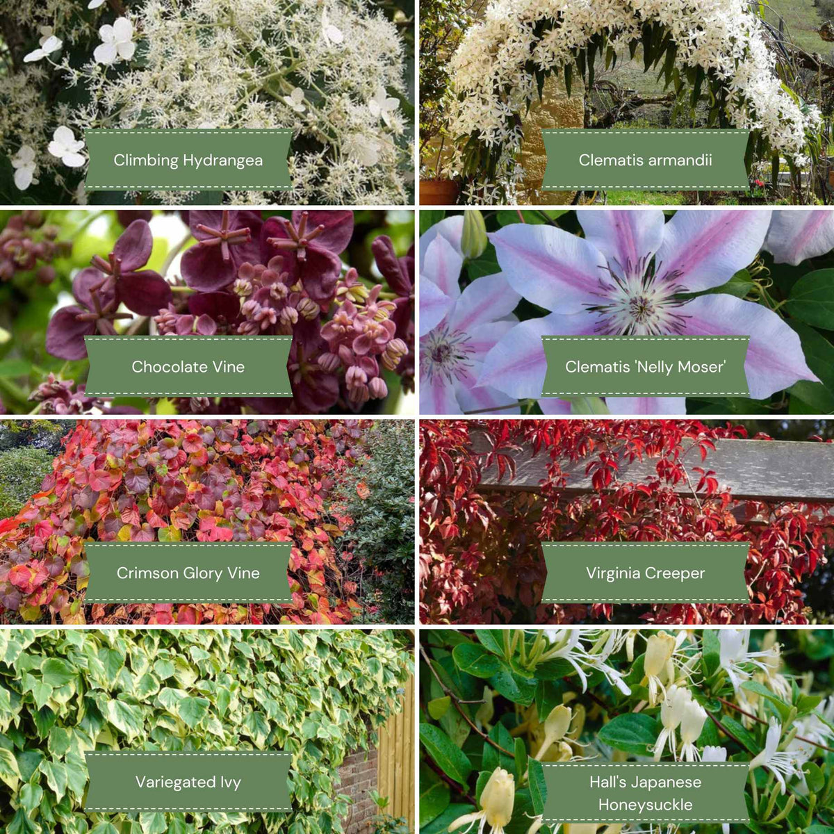 Shade-Loving Climbers Collection | Best Climbing Plants for Shade ...