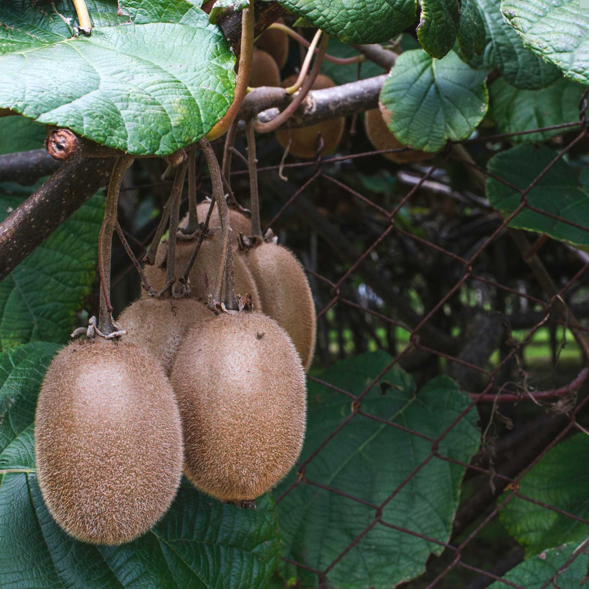 'Solo' Kiwi Plant – Roots Plants
