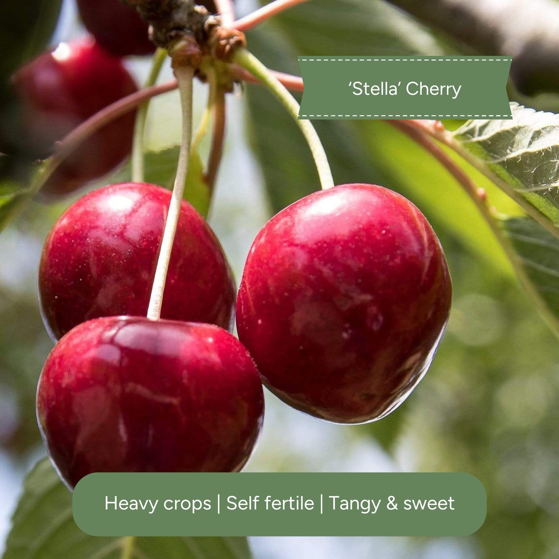 Award Winning Patio Fruit Tree Collection | Cherry, Pear & Plum – Roots ...