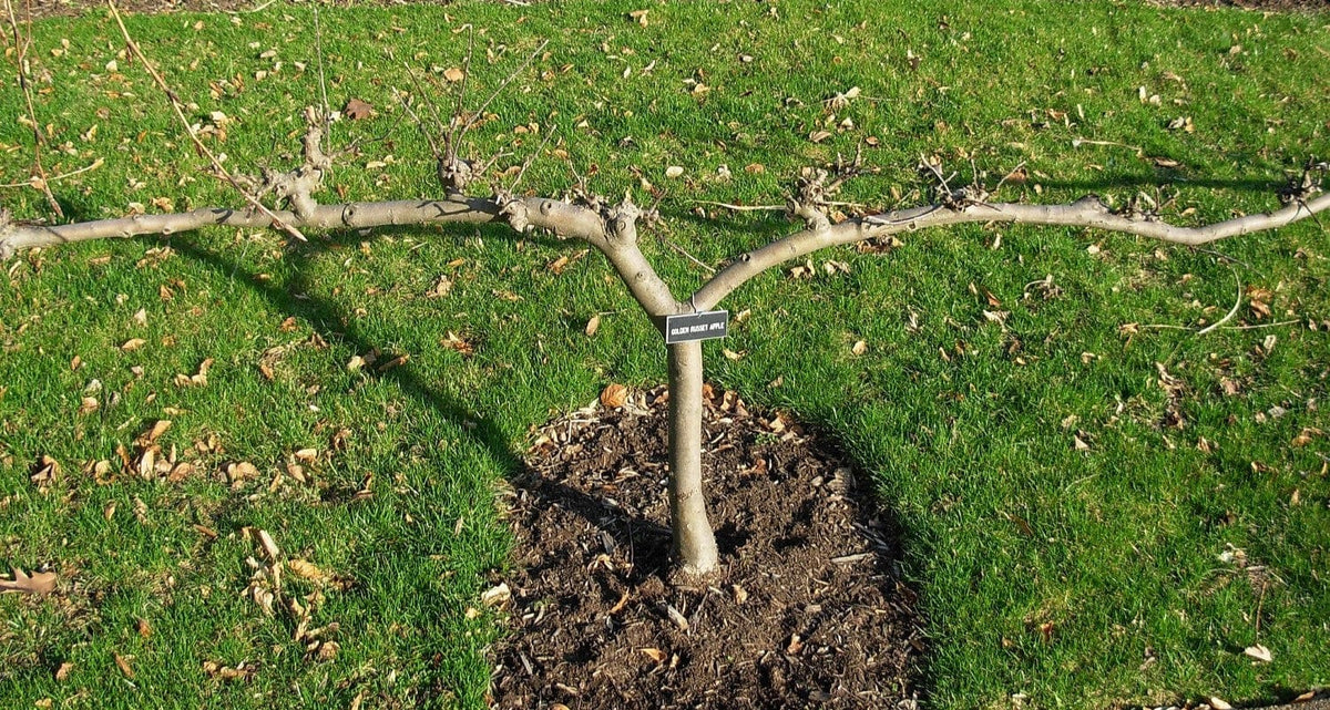 Stepover Apple Trees: The Complete Guide | Roots Plants