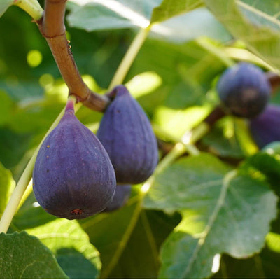 'Sultane' Fig Tree – Roots Plants