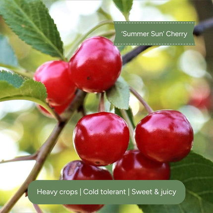 Patio Cherry Tree – Roots Plants