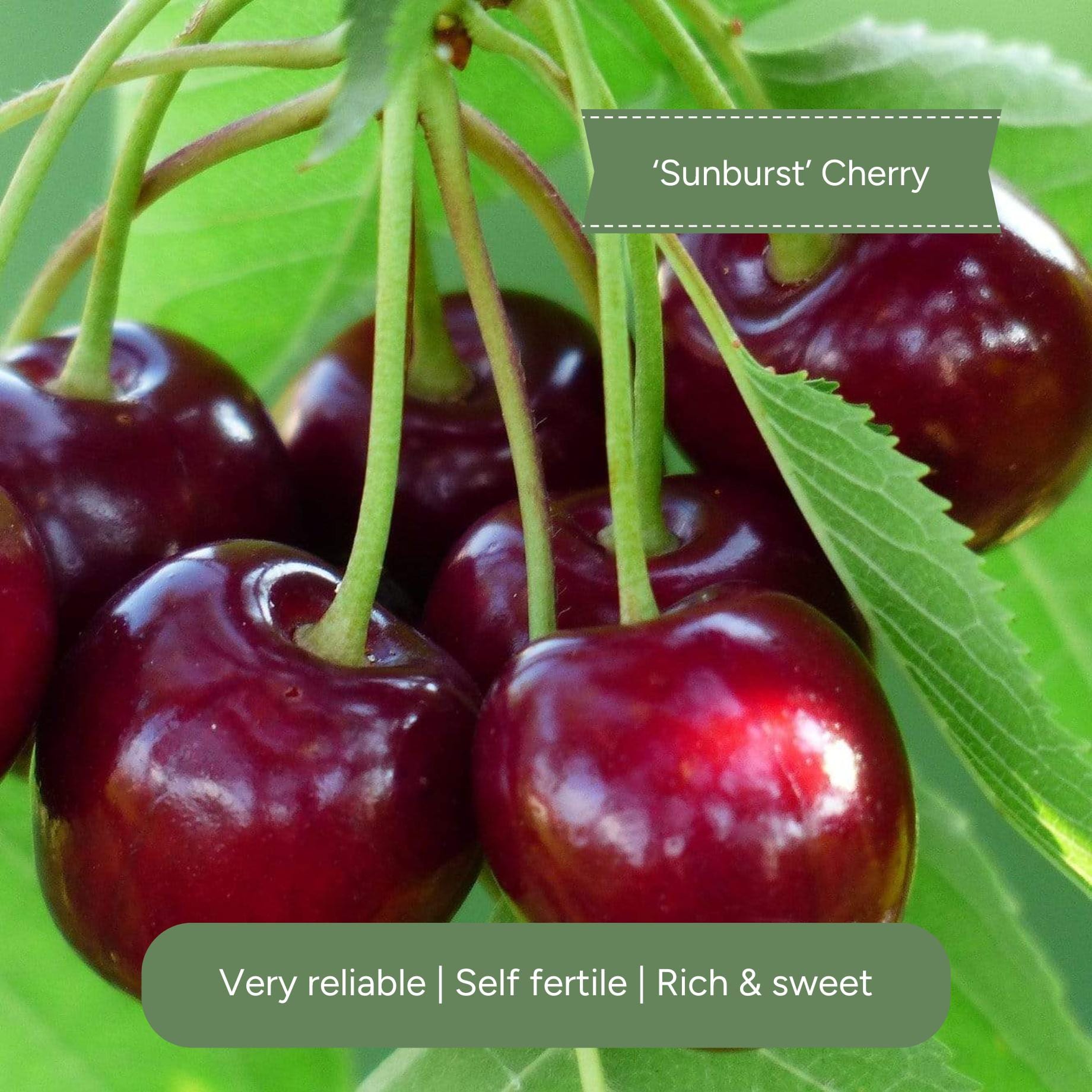 Complete Orchard Collection | Apple, Cherry, Pear, Plum Trees – Roots ...