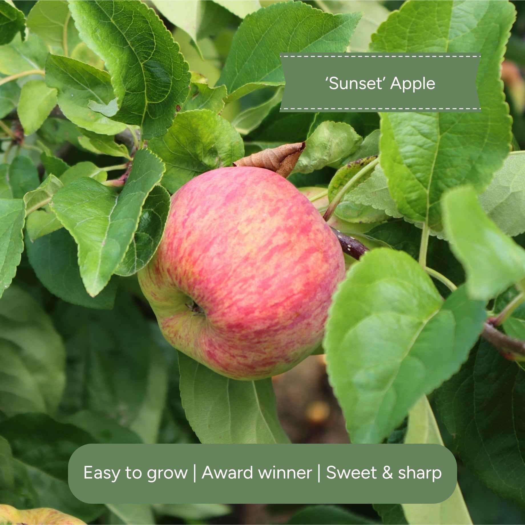 Patio Apple Tree – Roots Plants