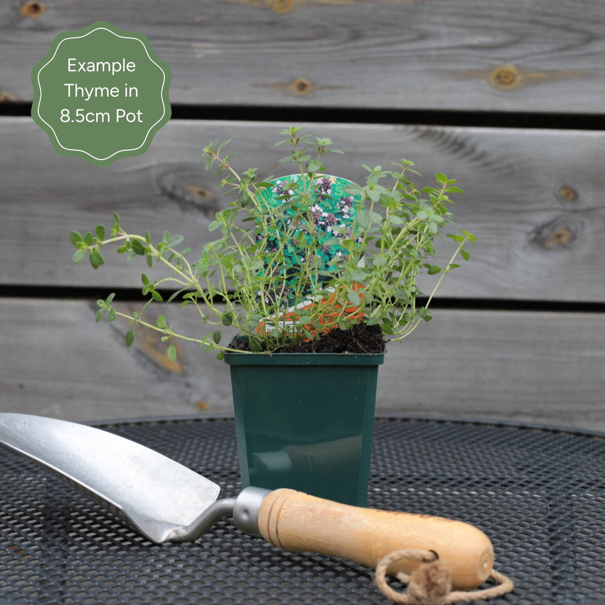 Thyme Plants – Roots Plants