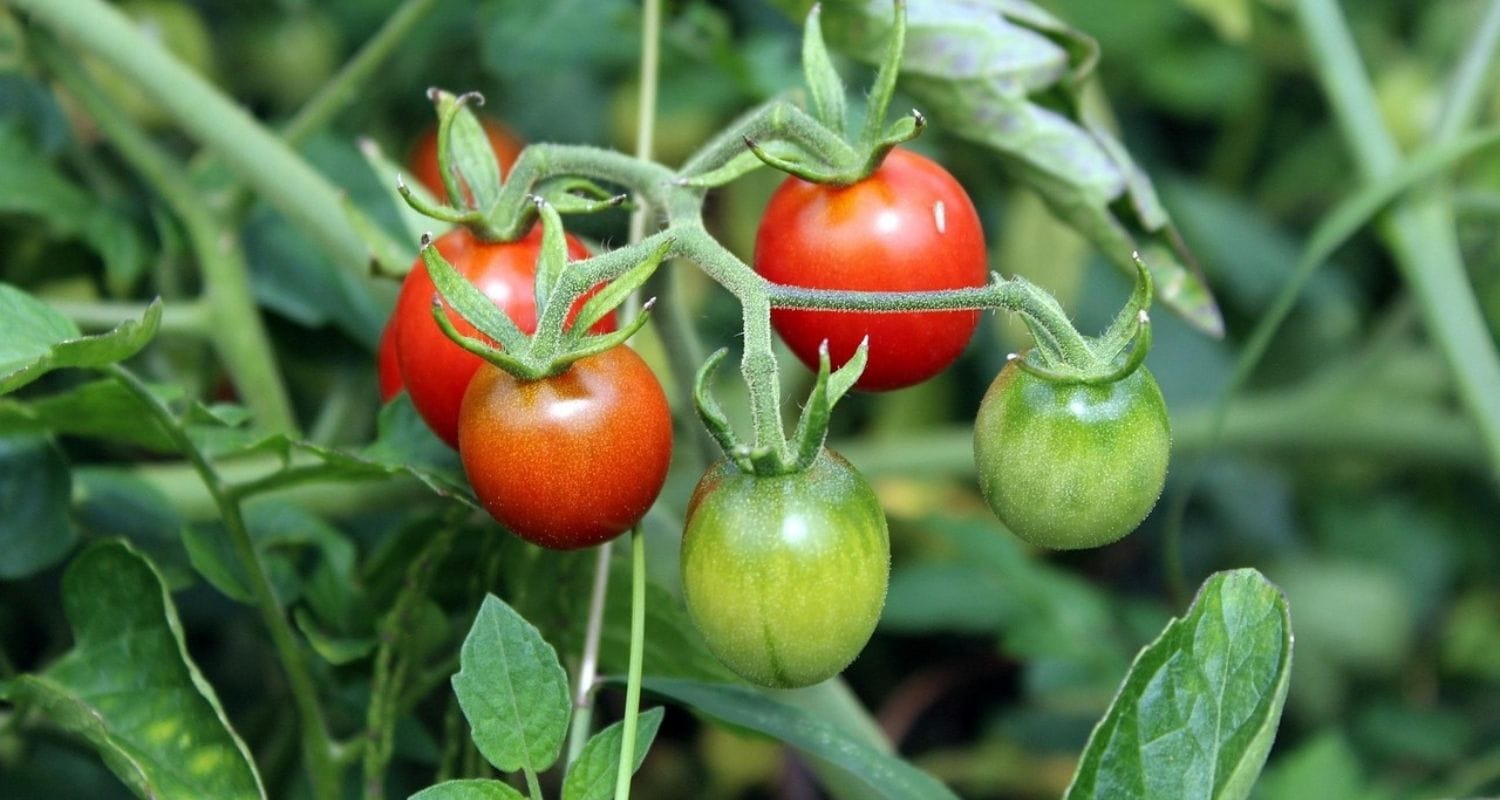 Tomato Varieties: Which Should You Choose? – Roots Plants