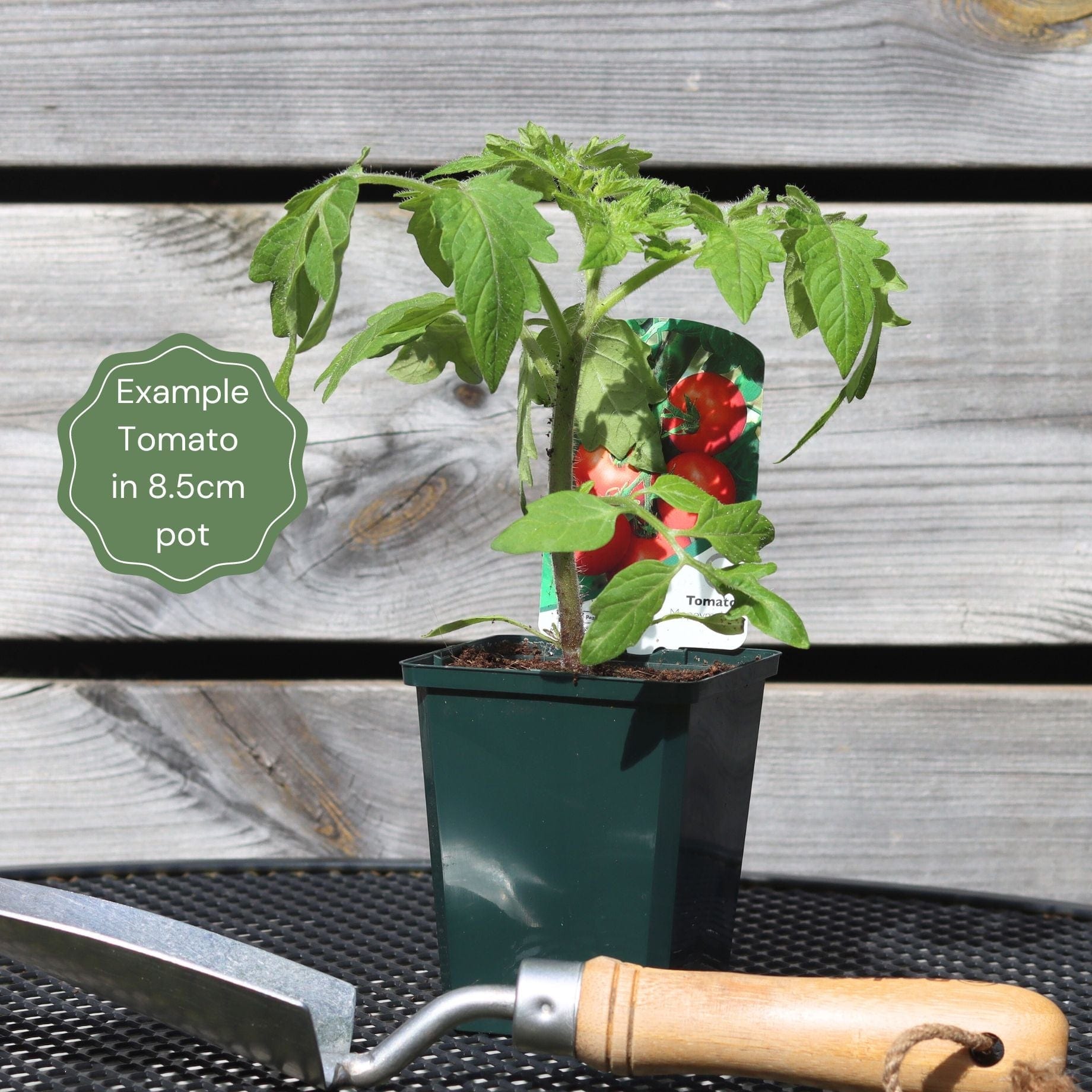 'Shirley' Tomato Plant – Roots Plants