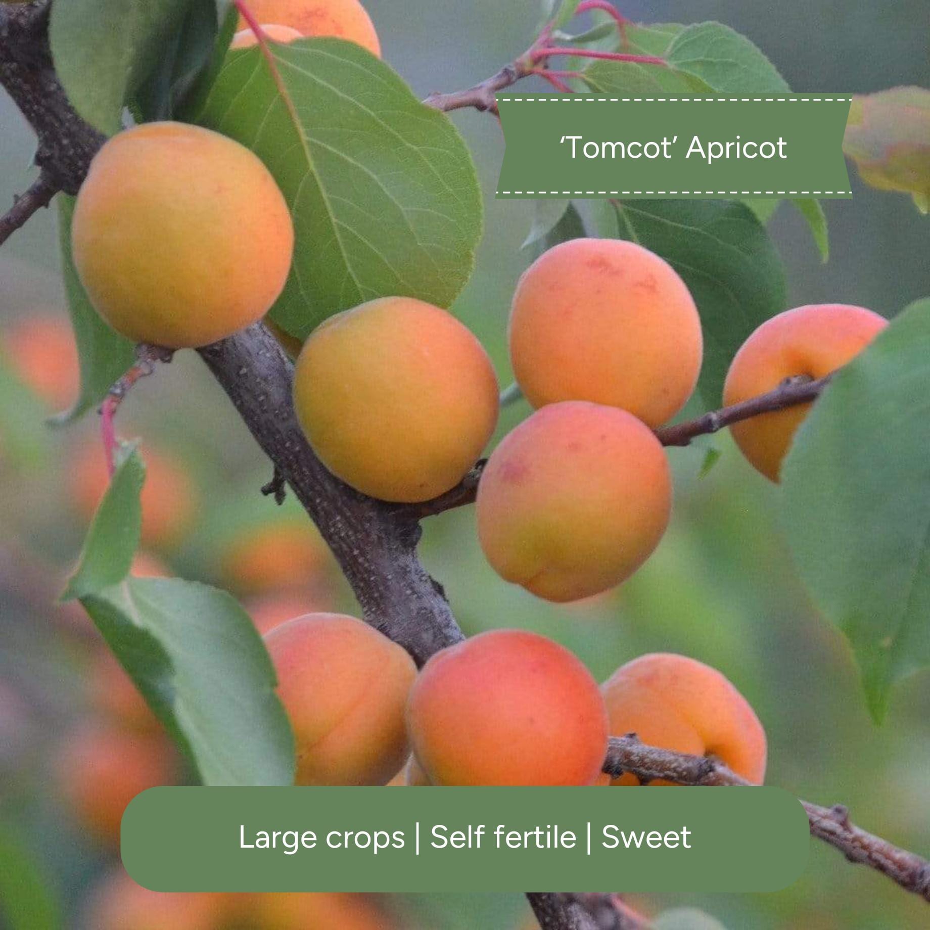 Patio Apricot Tree – Roots Plants