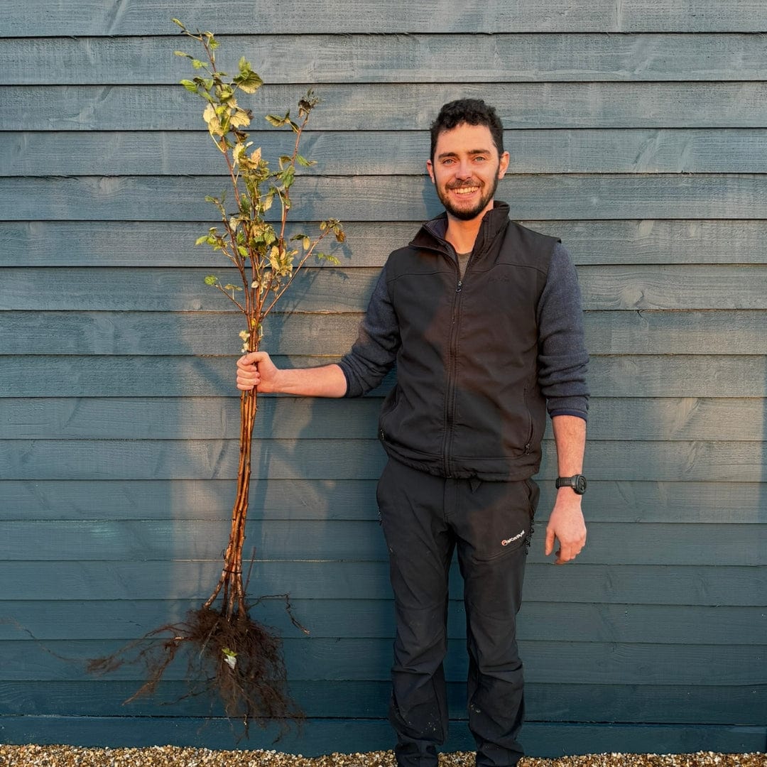 'Octavia' Long Cane Raspberry Plant – Roots Plants