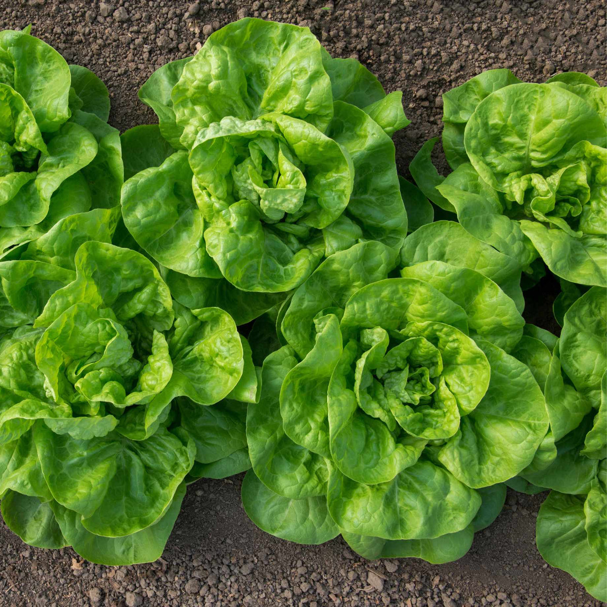 'Little Gem' Lettuce Plants – Roots Plants