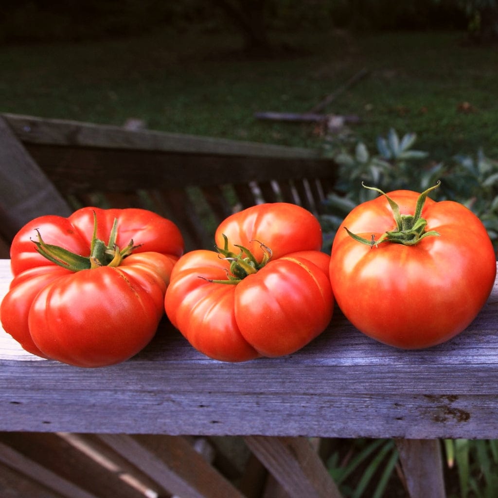 'Beefmaster' Tomato Plant – Roots Plants
