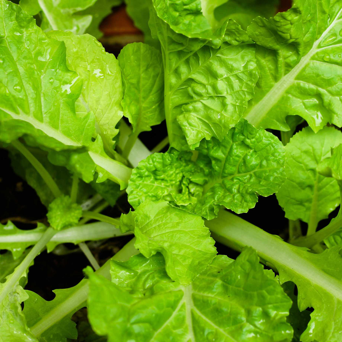 Turnip 'Snowball' Plants – Roots Plants