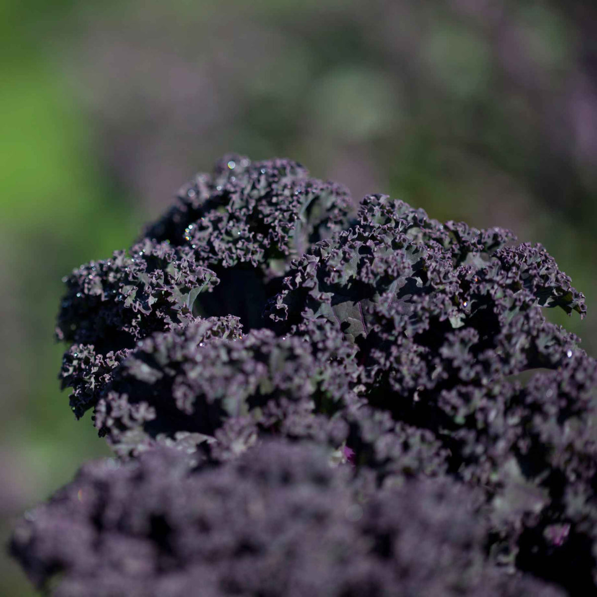 Red Curly Kale Plant 'Redbor F1' Plants – Roots Plants