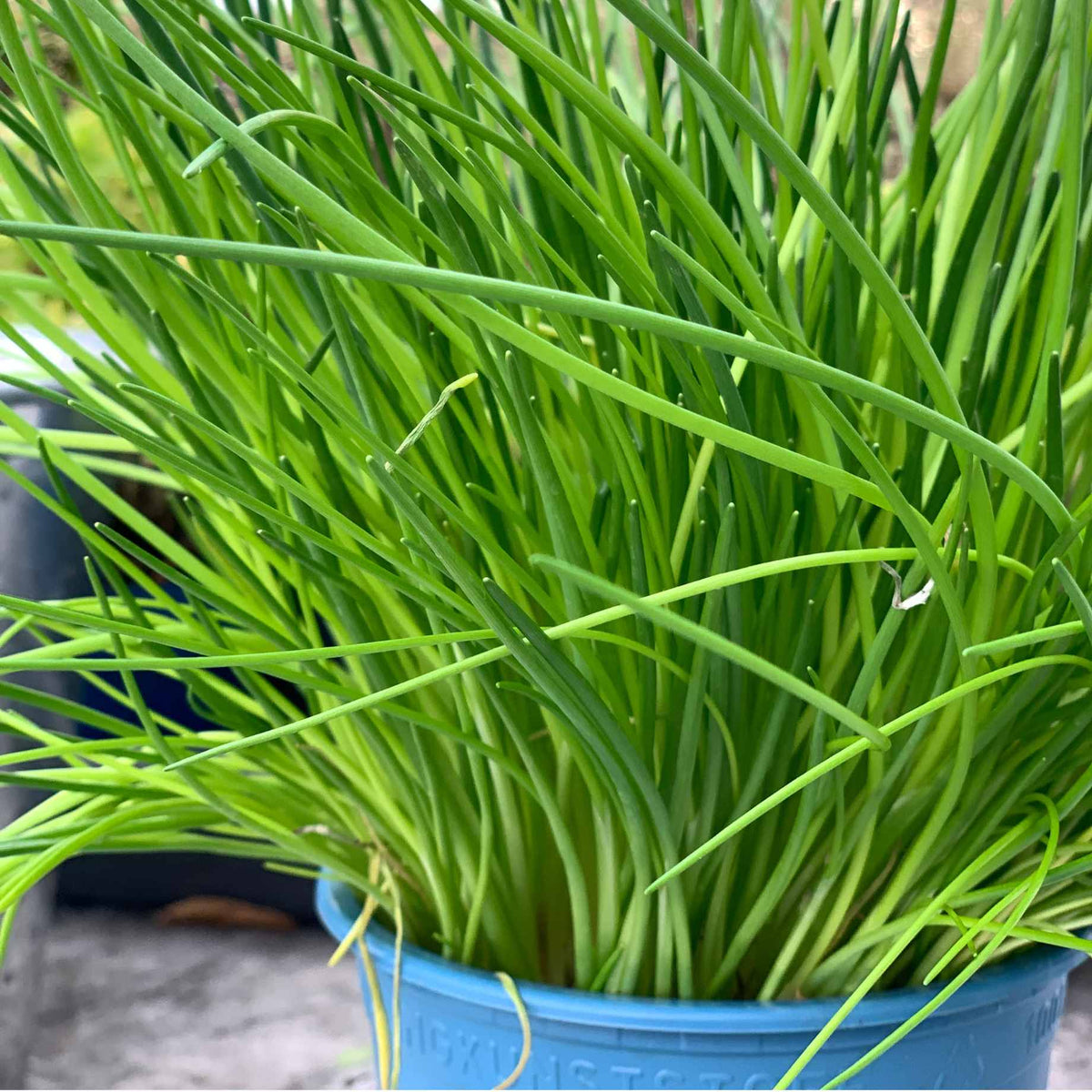 Chives Plant – Roots Plants