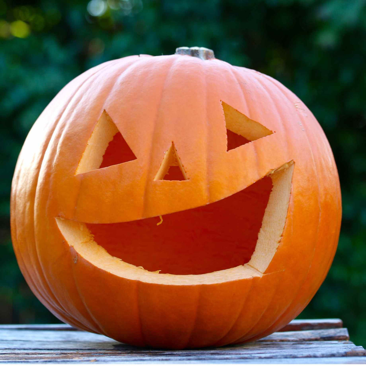 Pumpkin 'Jack O'Lantern' Plant – Roots Plants