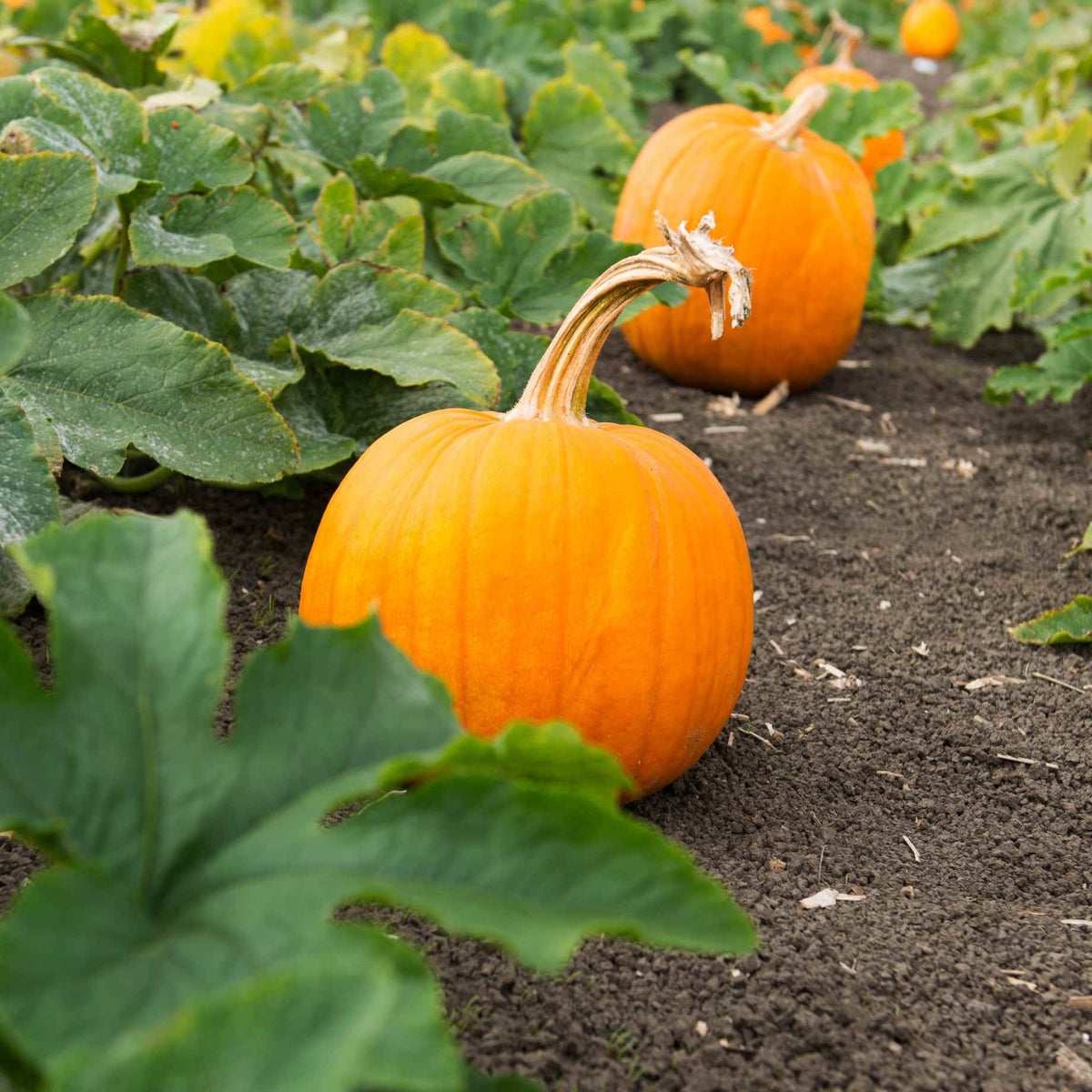 'Jack O'Lantern' Pumpkin Plant – Roots Plants