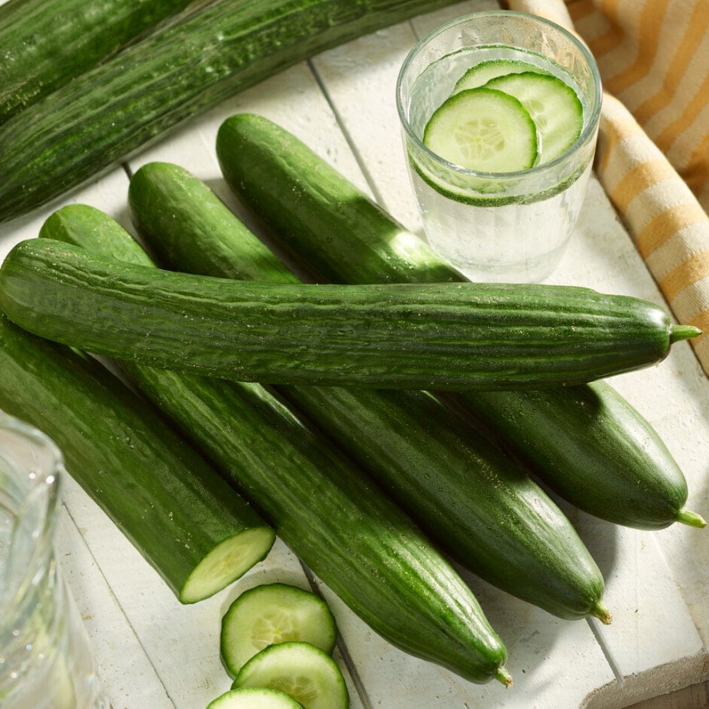 'Kuper F1' Grafted Cucumber Plant – Roots Plants