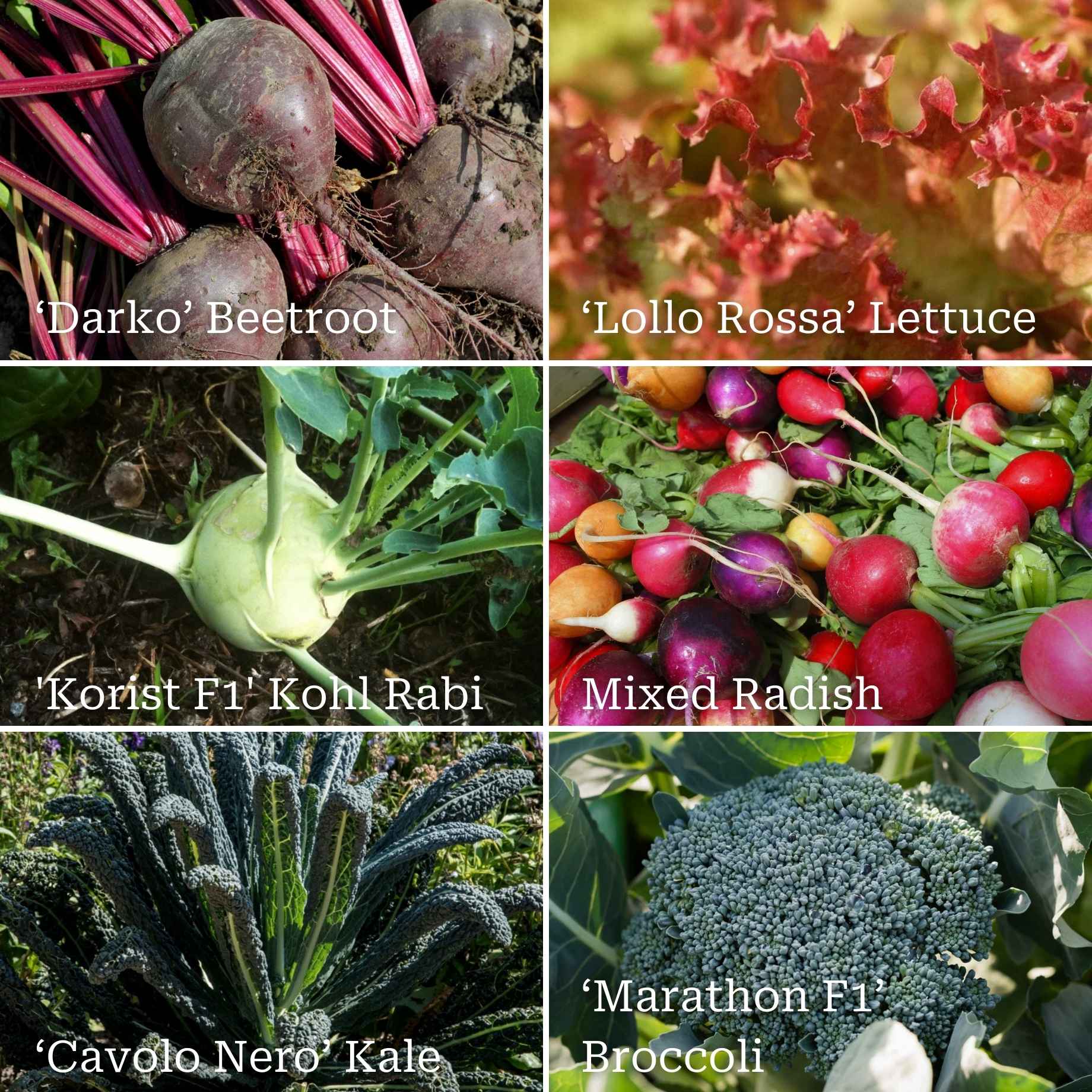Best Vegetables for Shade | Grower's Choice – Roots Plants