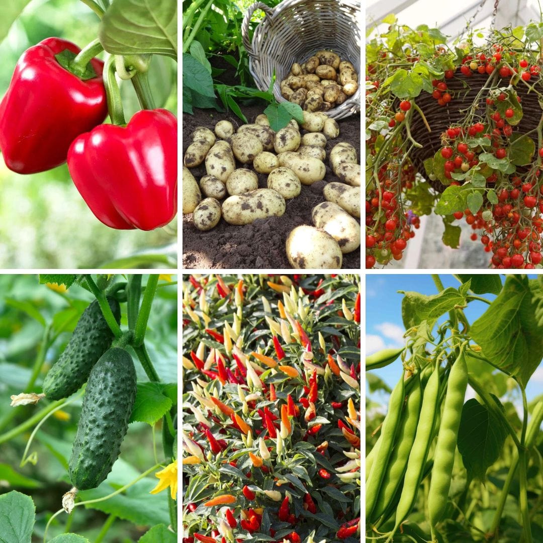 Vegetable Planting Calendar UK (And When to Harvest) – Roots Plants