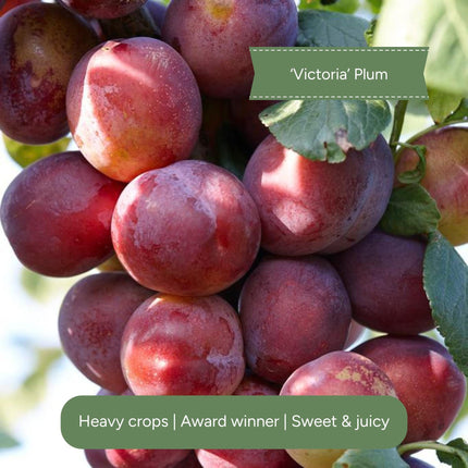 Patio Plum Tree – Roots Plants