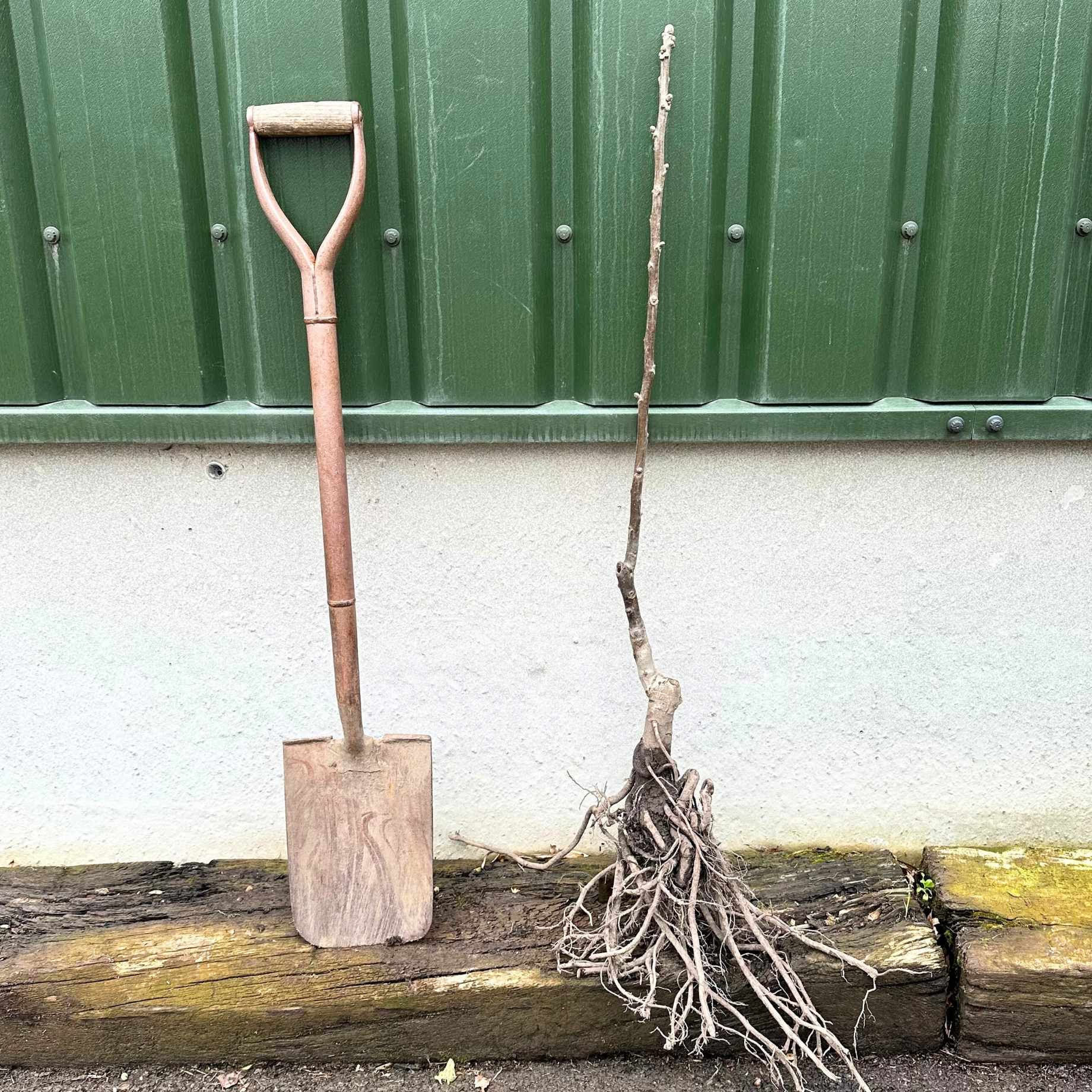 'Broadview' Walnut Tree – Roots Plants