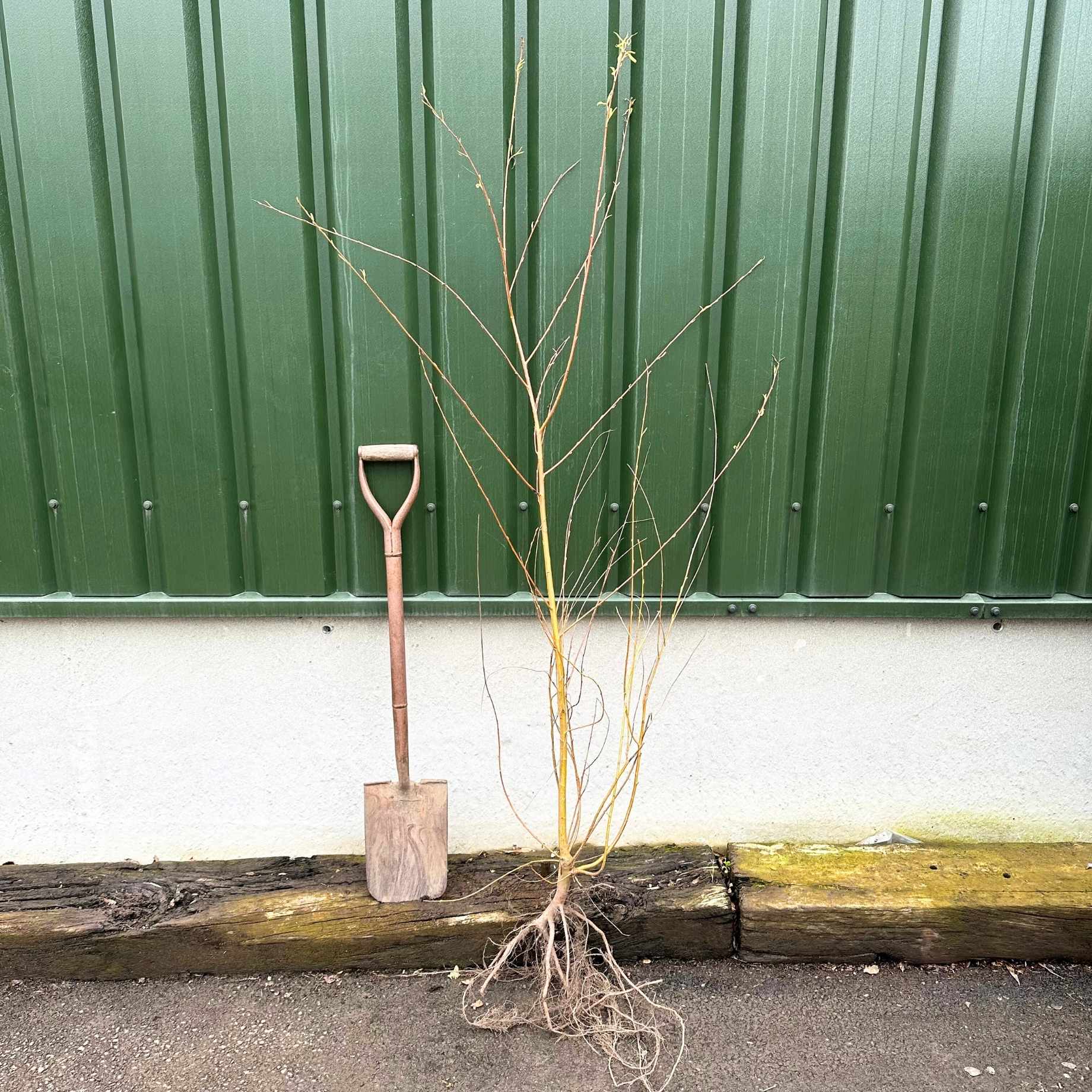 Scarlet Willow Tree | Salix alba 'Chermesina' – Roots Plants
