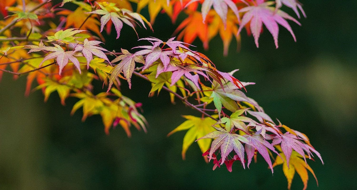 Acer Tree Care: Planting, Feeding and Problem Solving – Roots Plants