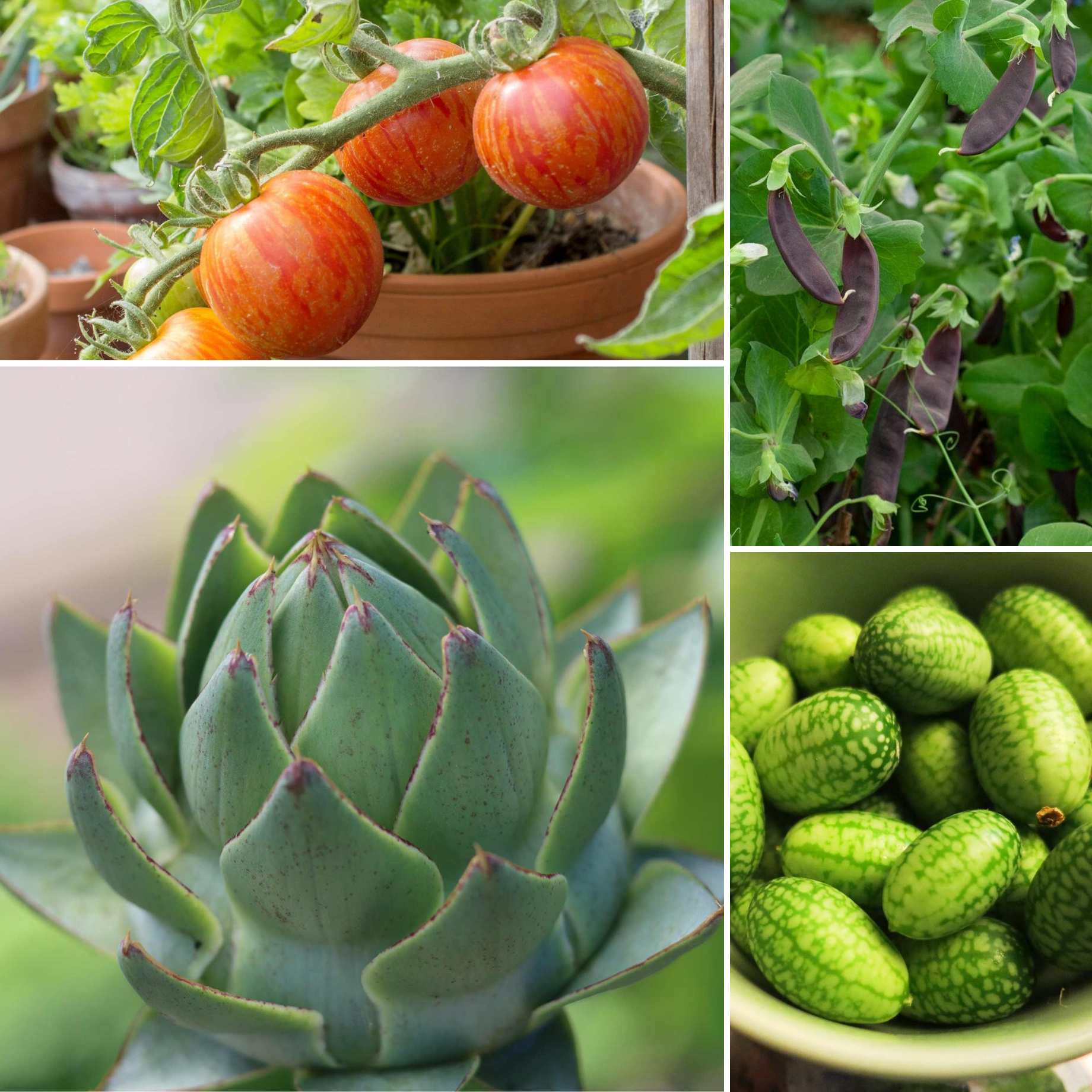 Adventurer's Allotment in a Box | Unusual Vegetables Collection – Roots ...