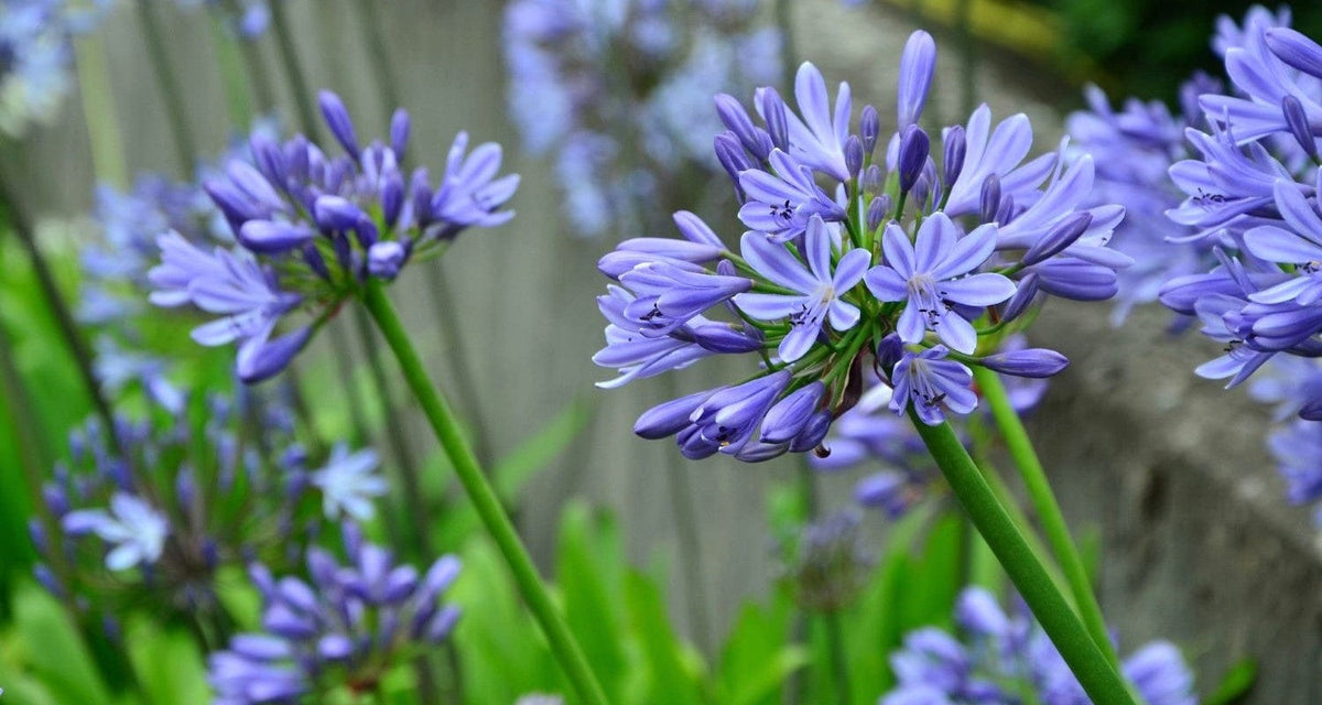 Agapanthus Care Guide: Planting, Flowering and Dividing – Roots Plants