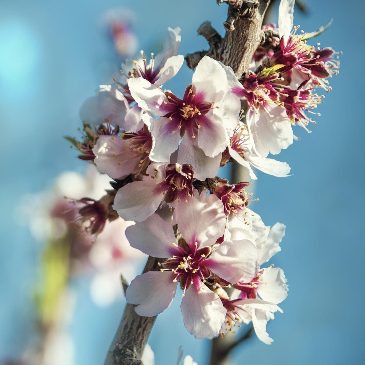 Almond Tree | Prunus dulcis 'Robijn' – Roots Plants