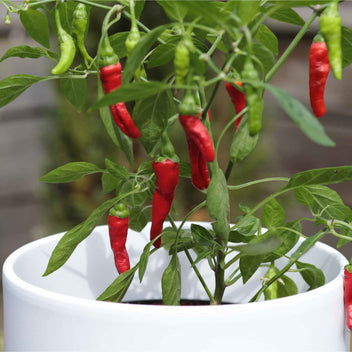 'Apache' Chilli Pepper Plants – Roots Plants