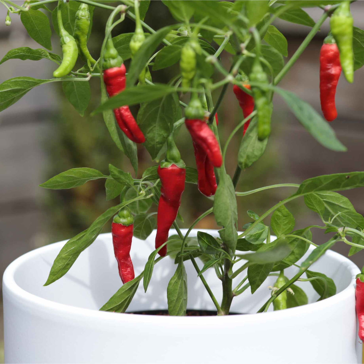 'Apache' Chilli Pepper Plants – Roots Plants